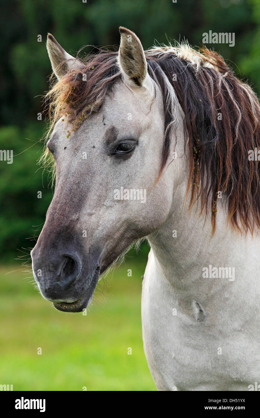 Konik horse, breeding back of the Tarpan breed, portrait Stock Photo ...