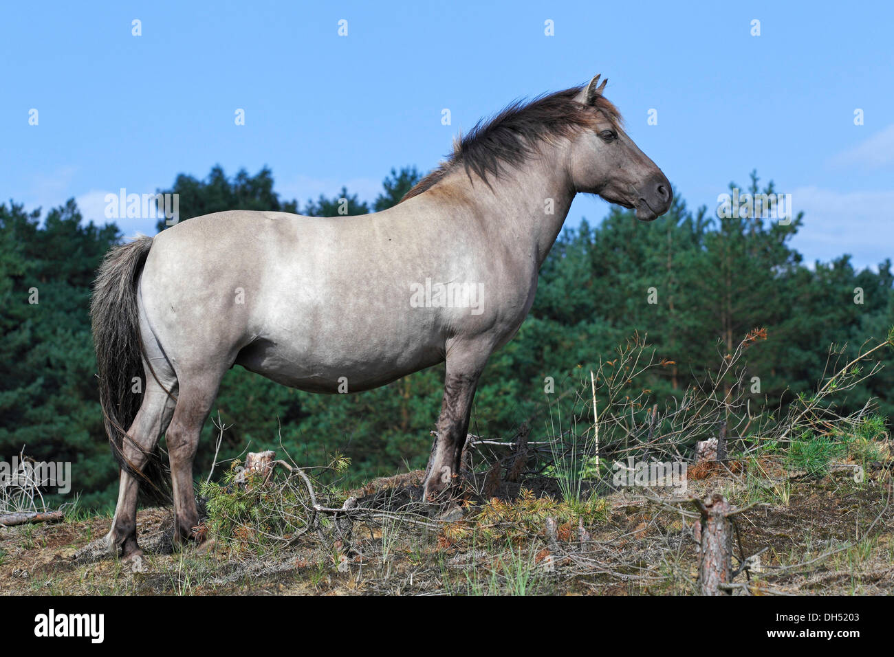 Horse breeding hi-res stock photography and images - Alamy