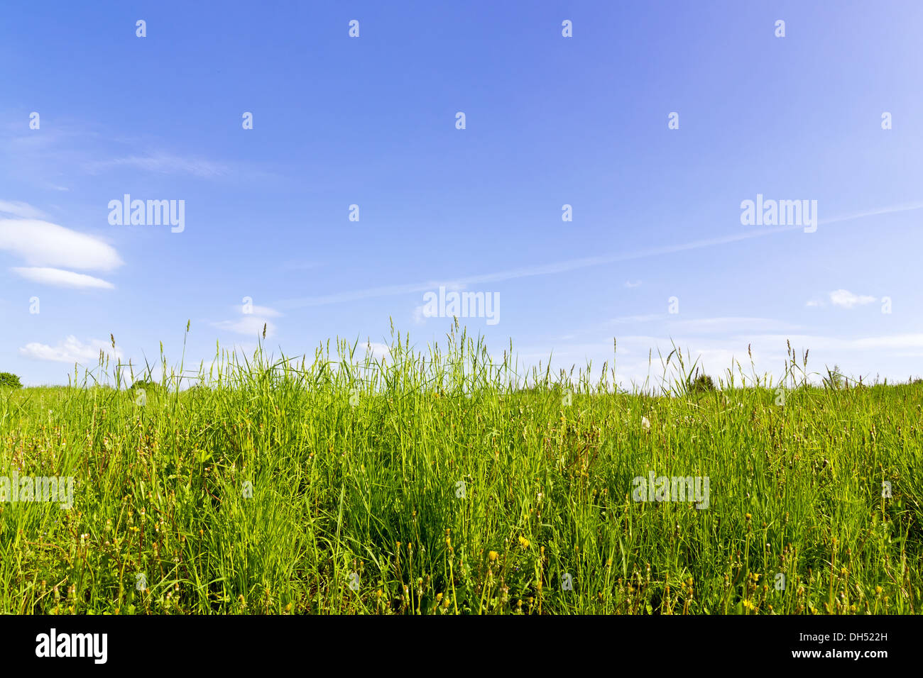 Grass sky hi-res stock photography and images - Alamy