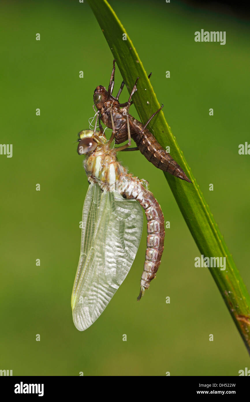 Newly hatched larvae hi-res stock photography and images - Alamy