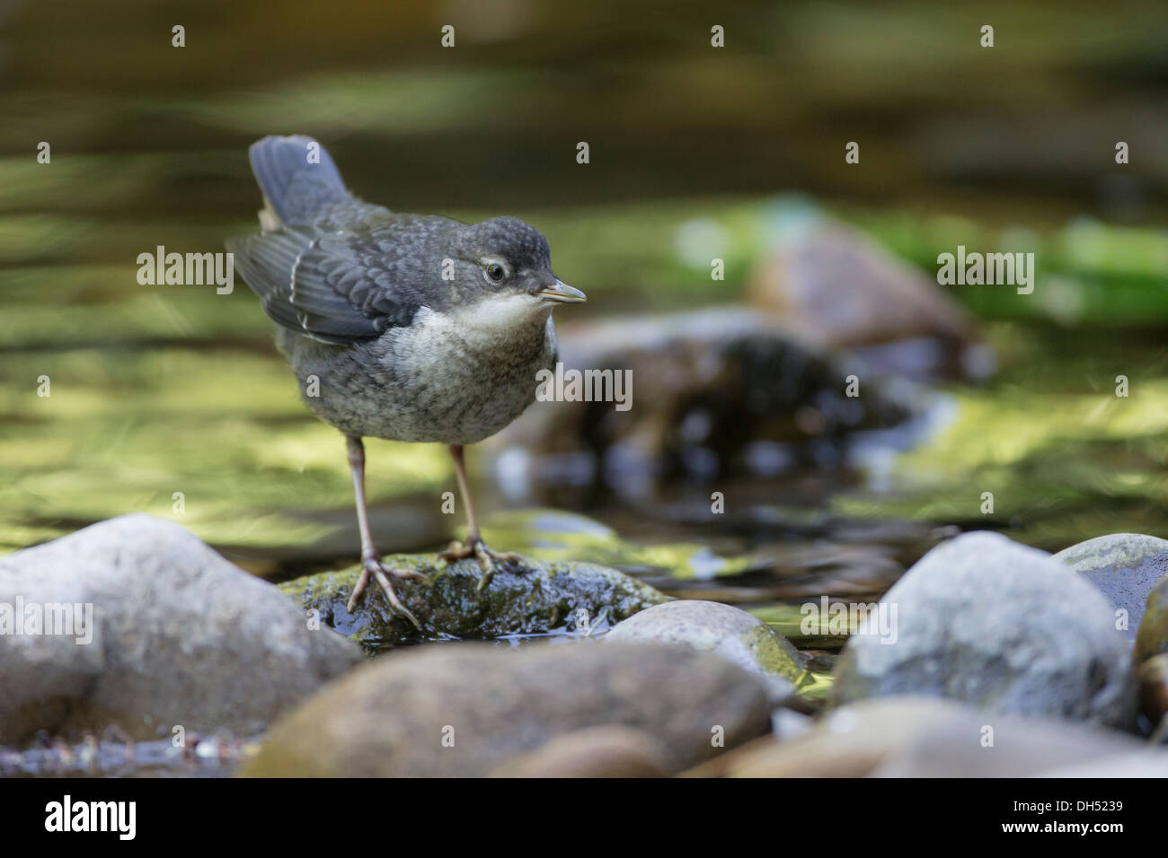 Juvenile dipper feeding hi-res stock photography and images - Alamy