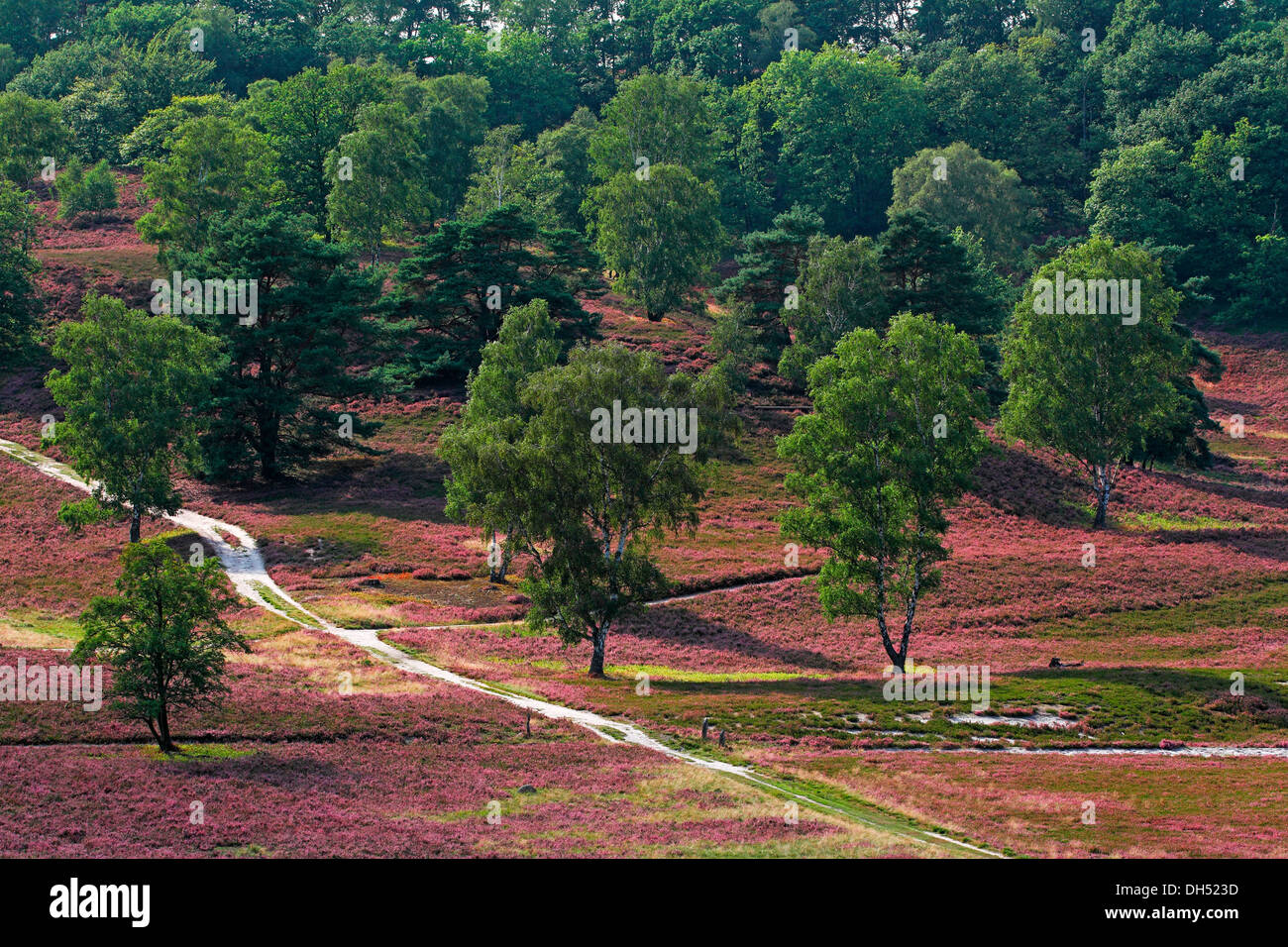 Heath landscape hi-res stock photography and images - Alamy