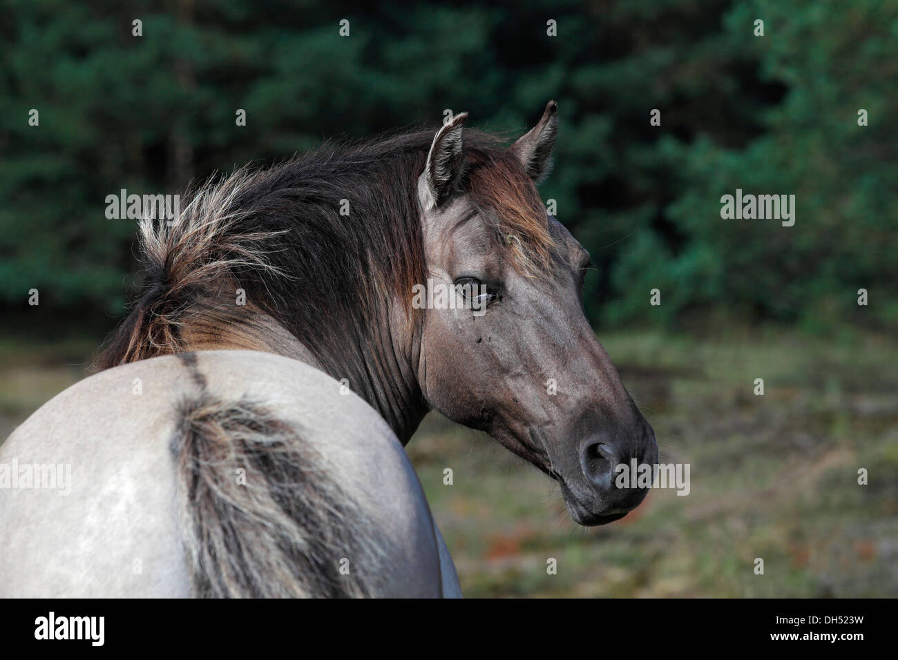Konik horse, breeding back of the Tarpan breed Stock Photo - Alamy