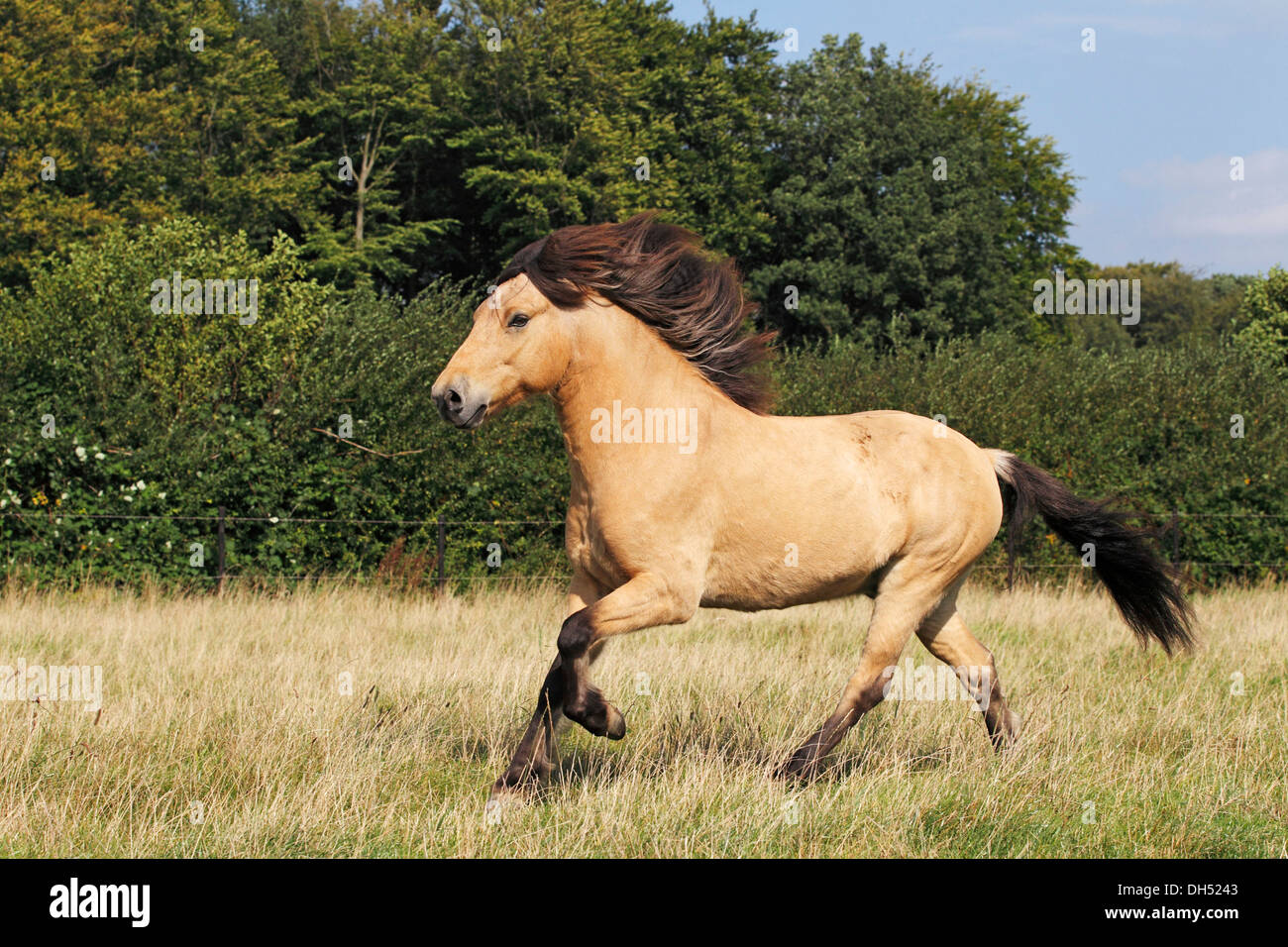Icelandic horse running hi-res stock photography and images - Alamy