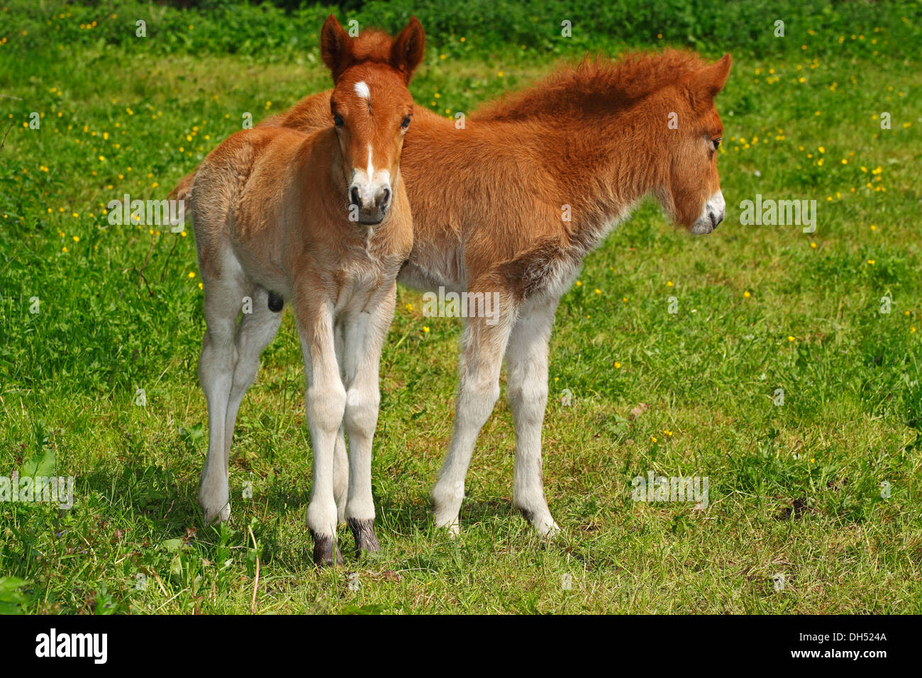 Two horses stands hi-res stock photography and images - Alamy