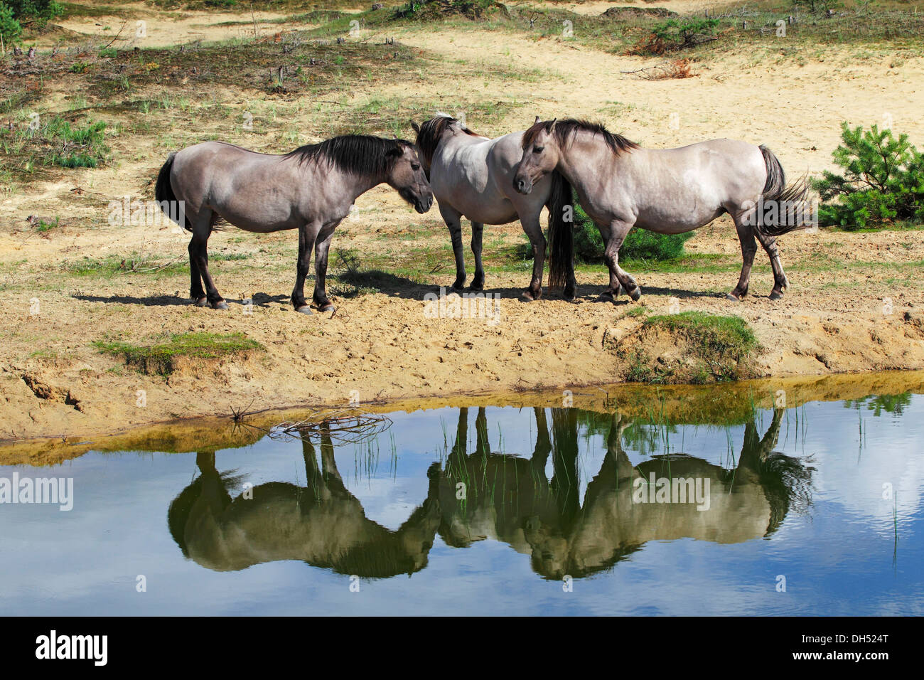 Tarpan horses hi-res stock photography and images - Alamy