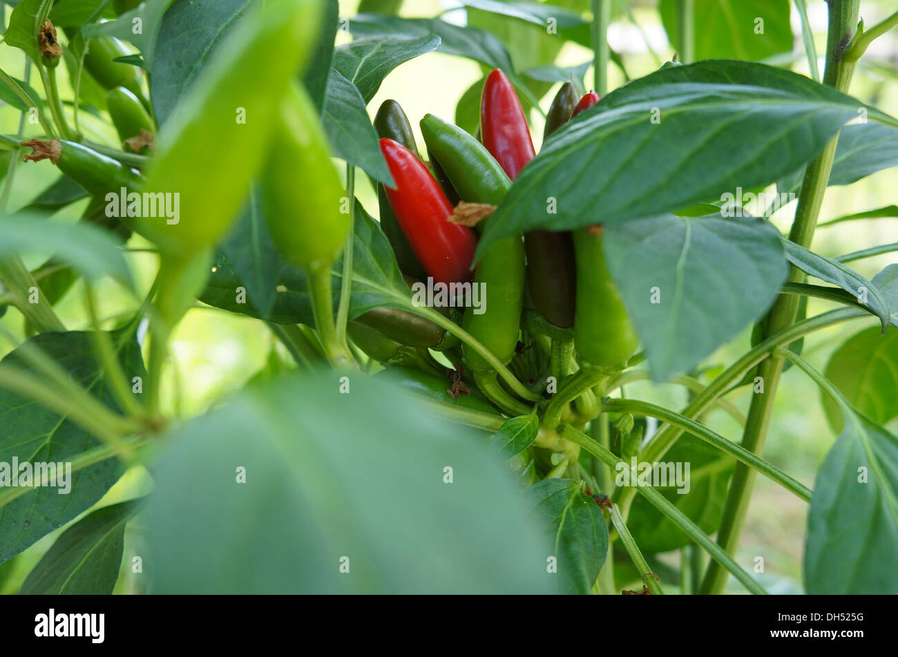 Romanian chili pepper on a plant, swedish name Rumänsk chili, capsicum ...