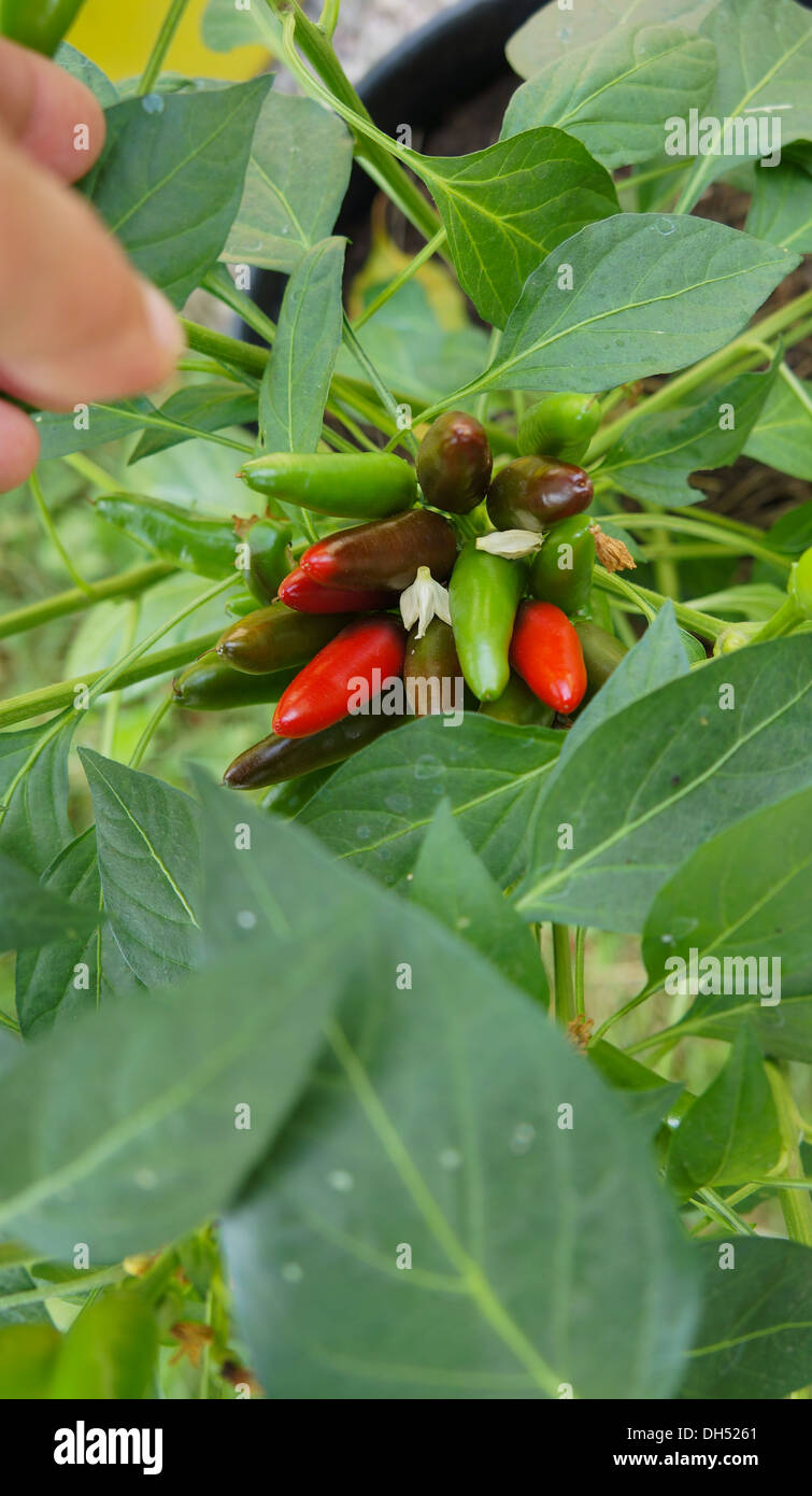 Romanian chili pepper on a plant, swedish name Rumänsk chili, capsicum ...