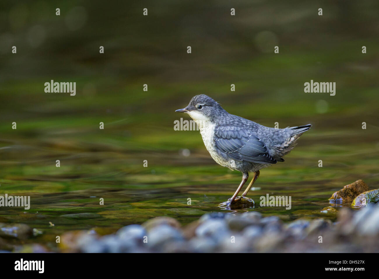 Juvenile European, white throated, Dipper (cinclus cinclus) stood in ...