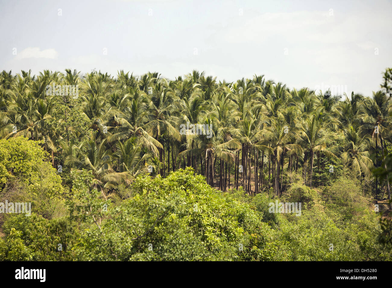 Trees of india hi-res stock photography and images - Alamy