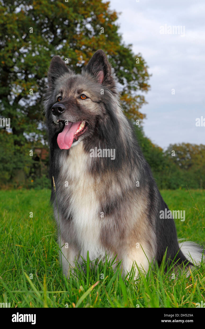 Keeshond German Shepherd Mix
