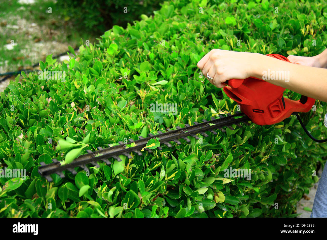 worker pruning shrub in garden with electrical pruning tool Stock Photo ...