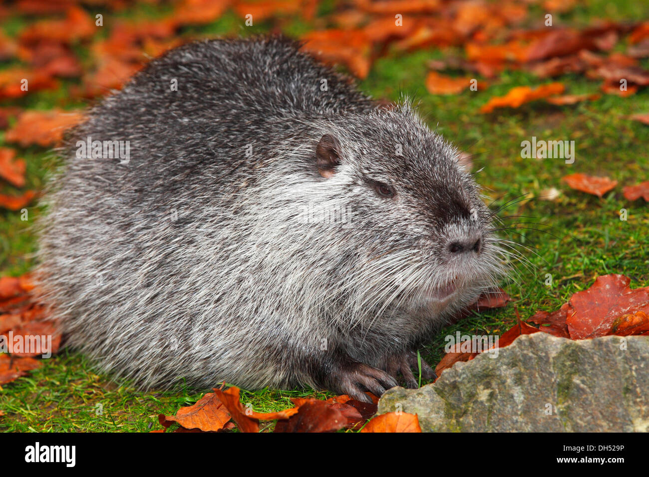 An adult nutria myocastor coypus hi-res stock photography and images ...