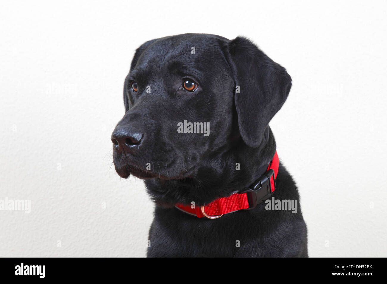 Pedigree Black Labrador High Resolution Stock Photography and Images ...