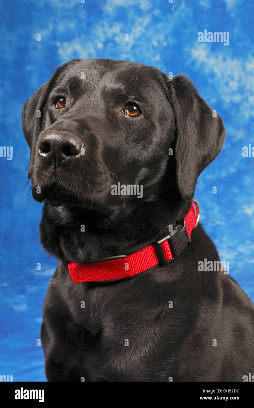 Black Labrador Retriever dog, male, portrait, Germany Stock Photo - Alamy