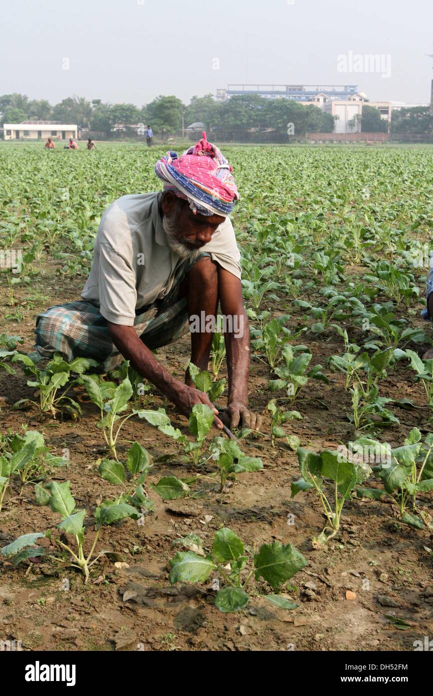 Savar tree hi-res stock photography and images - Alamy