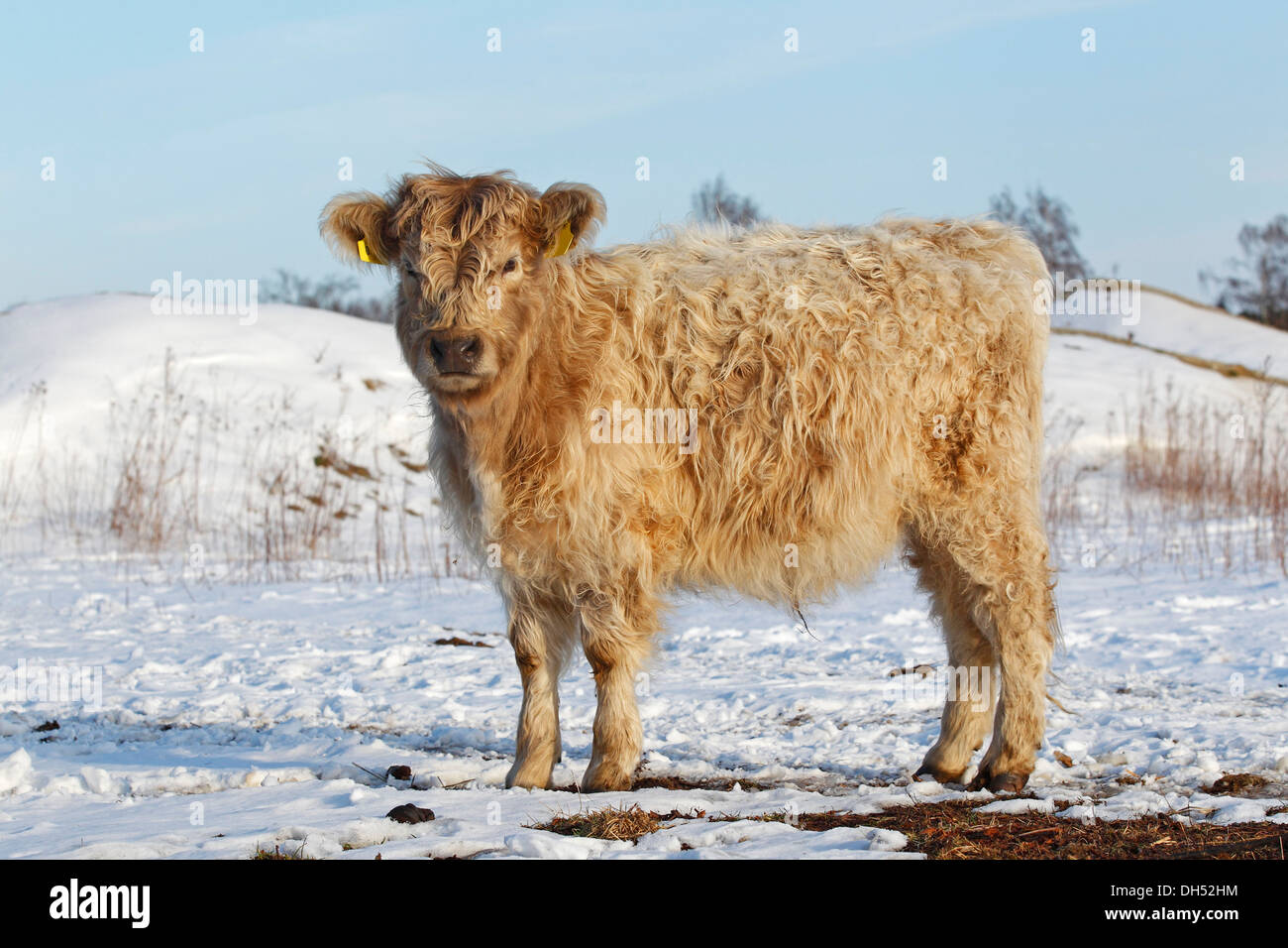 Galloway cattle in winter germany hi-res stock photography and images ...