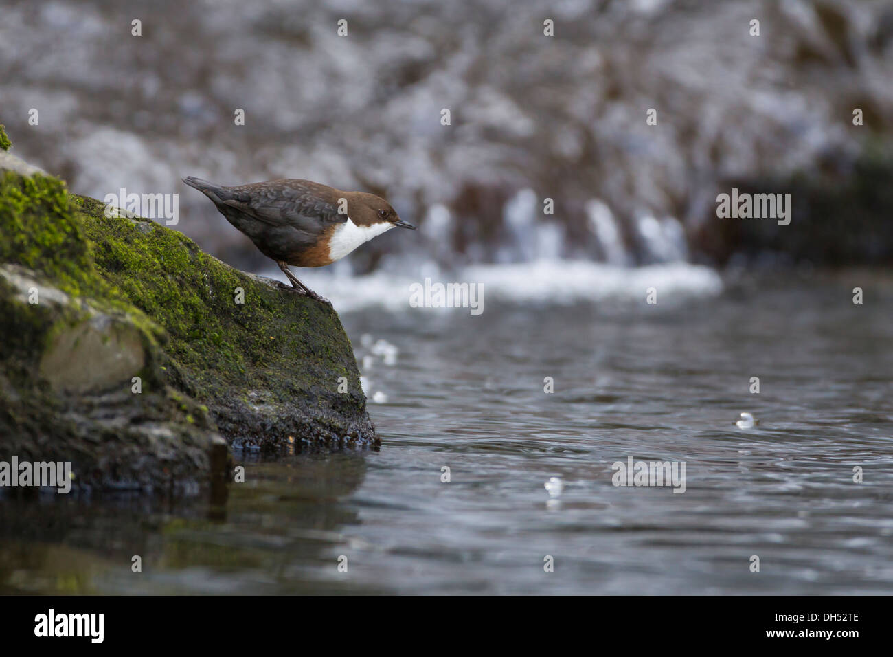 European, white throated, Dipper (cinclus cinclus) fishing for food ...