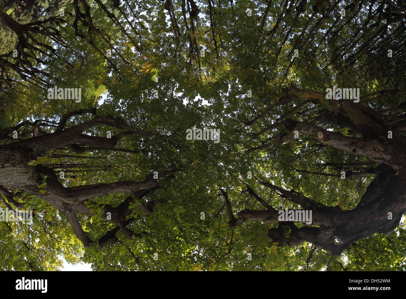 trees in fish-eye view from below Stock Photo - Alamy