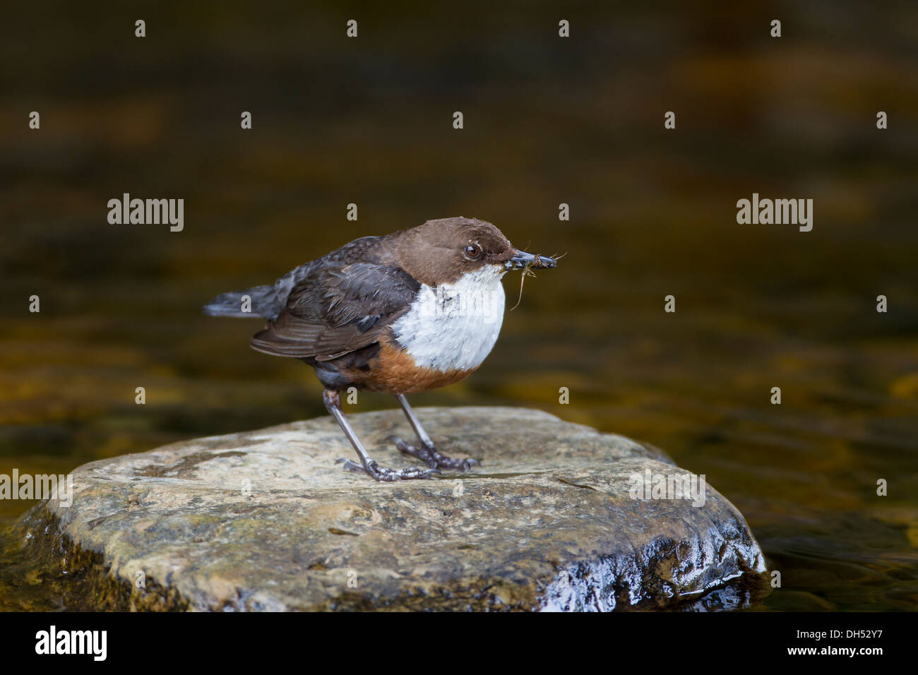 European, white throated, Dipper (cinclus cinclus) fishing for larvae ...