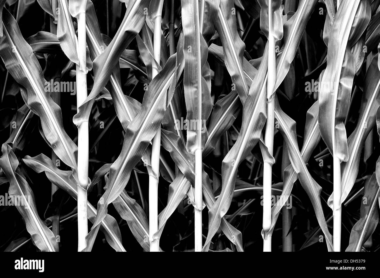 Stalks texture Black and White Stock Photos & Images - Alamy