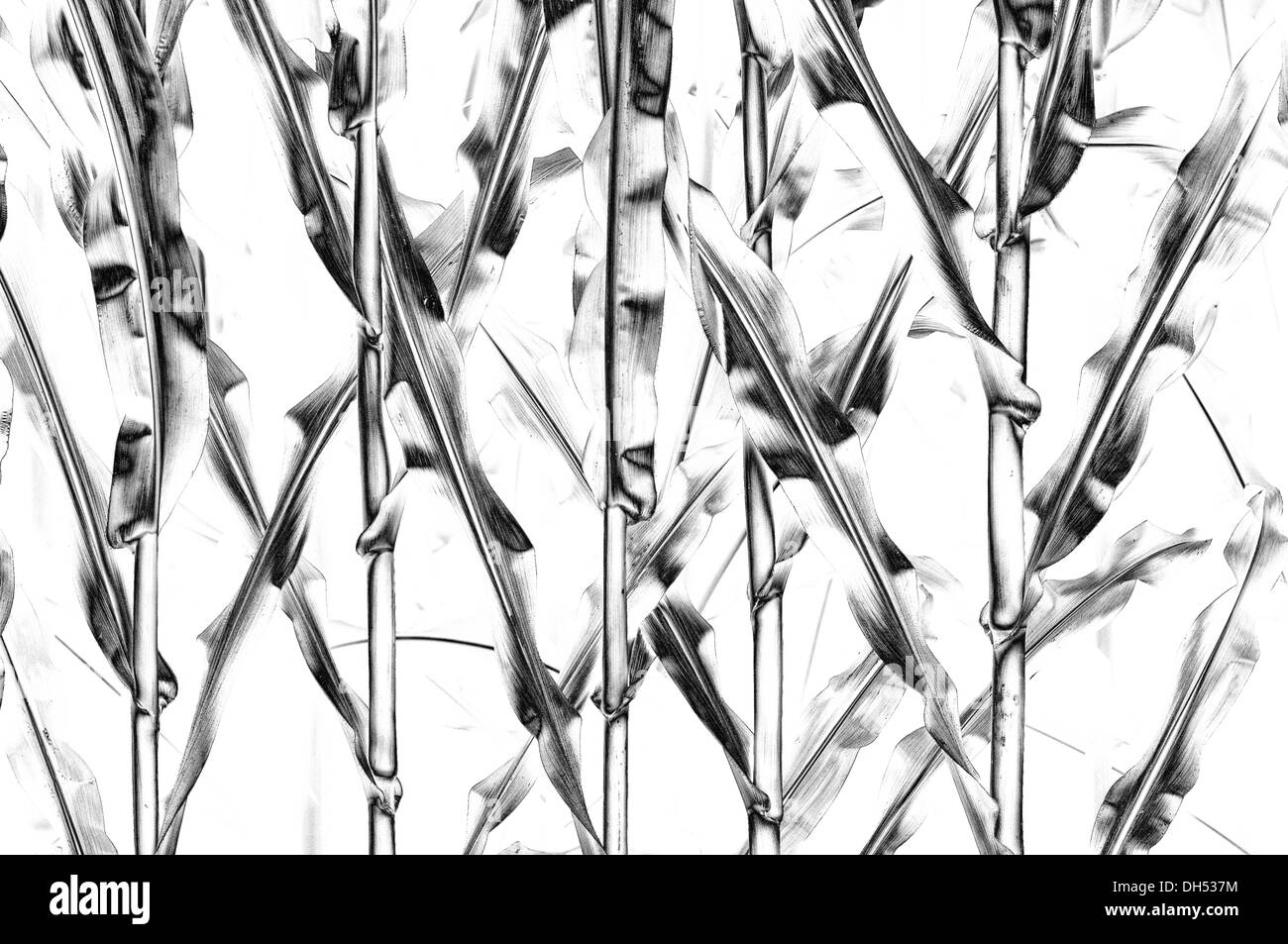 Stalks texture Black and White Stock Photos & Images - Alamy