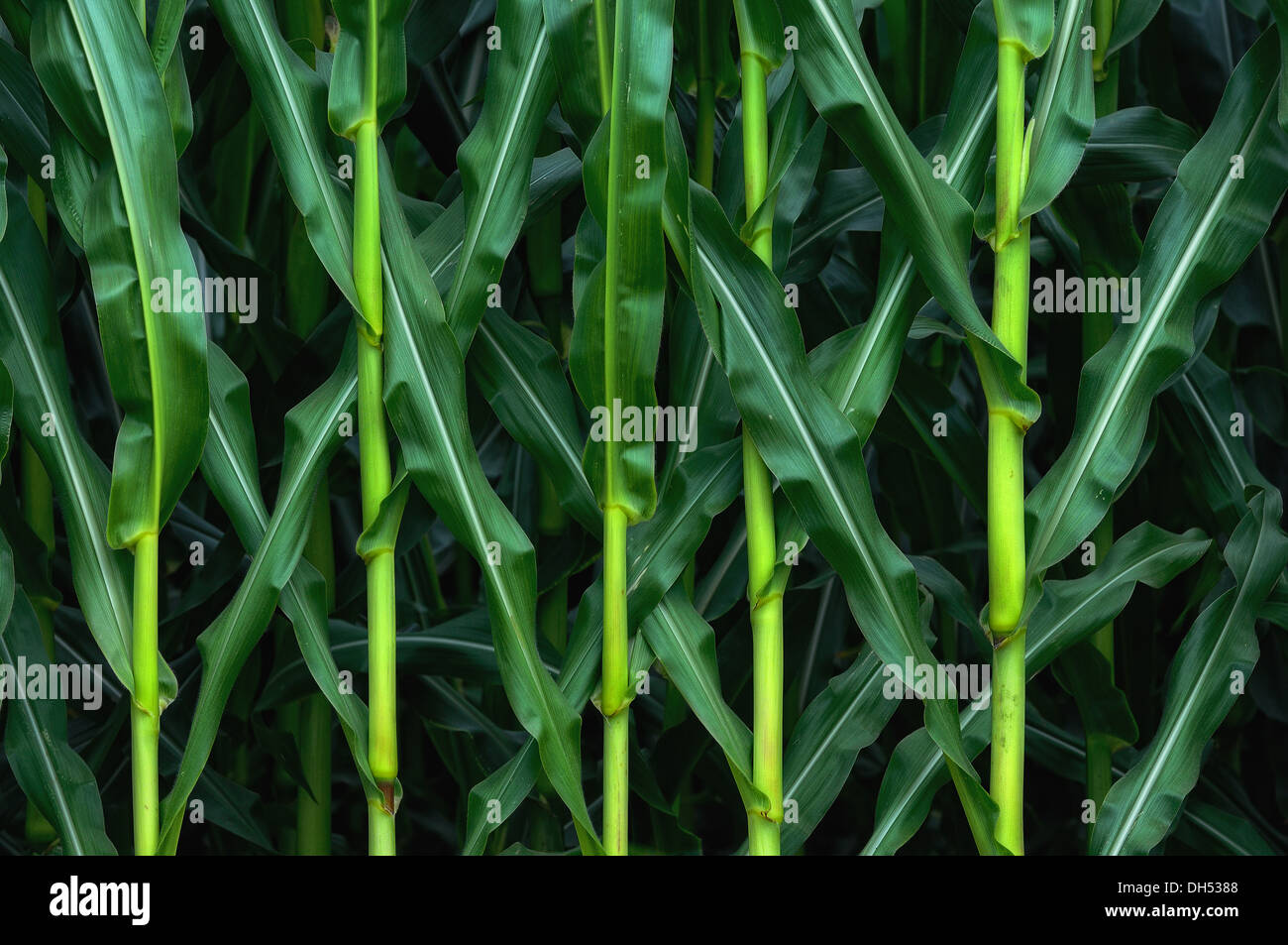 mature corn stalks Stock Photo - Alamy
