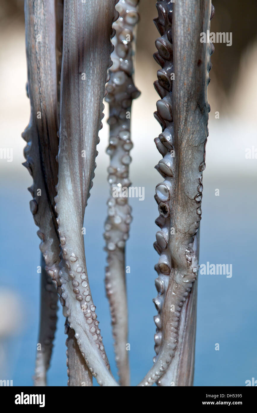 Catch of the day: Fresh Octopus hanging out to dry, in Matala, along ...