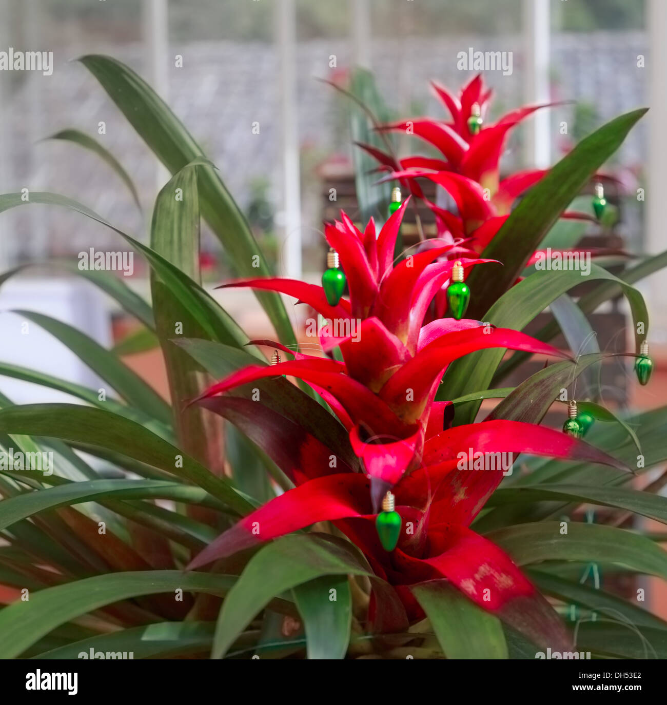 Unconventional tropical Christmas tree. Square blooming red Bromeliad ...