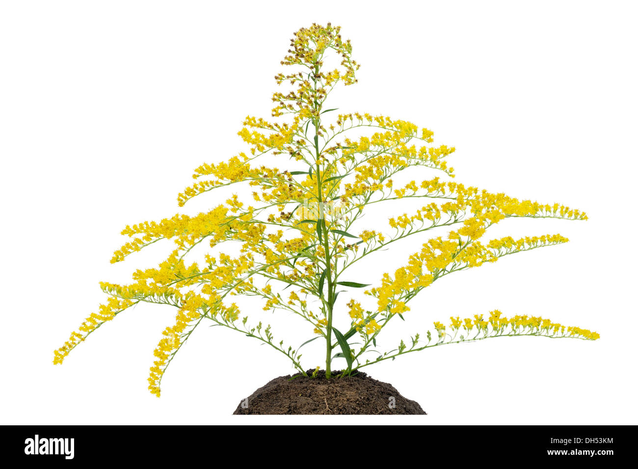 Strange collection hi-res stock photography and images - Alamy