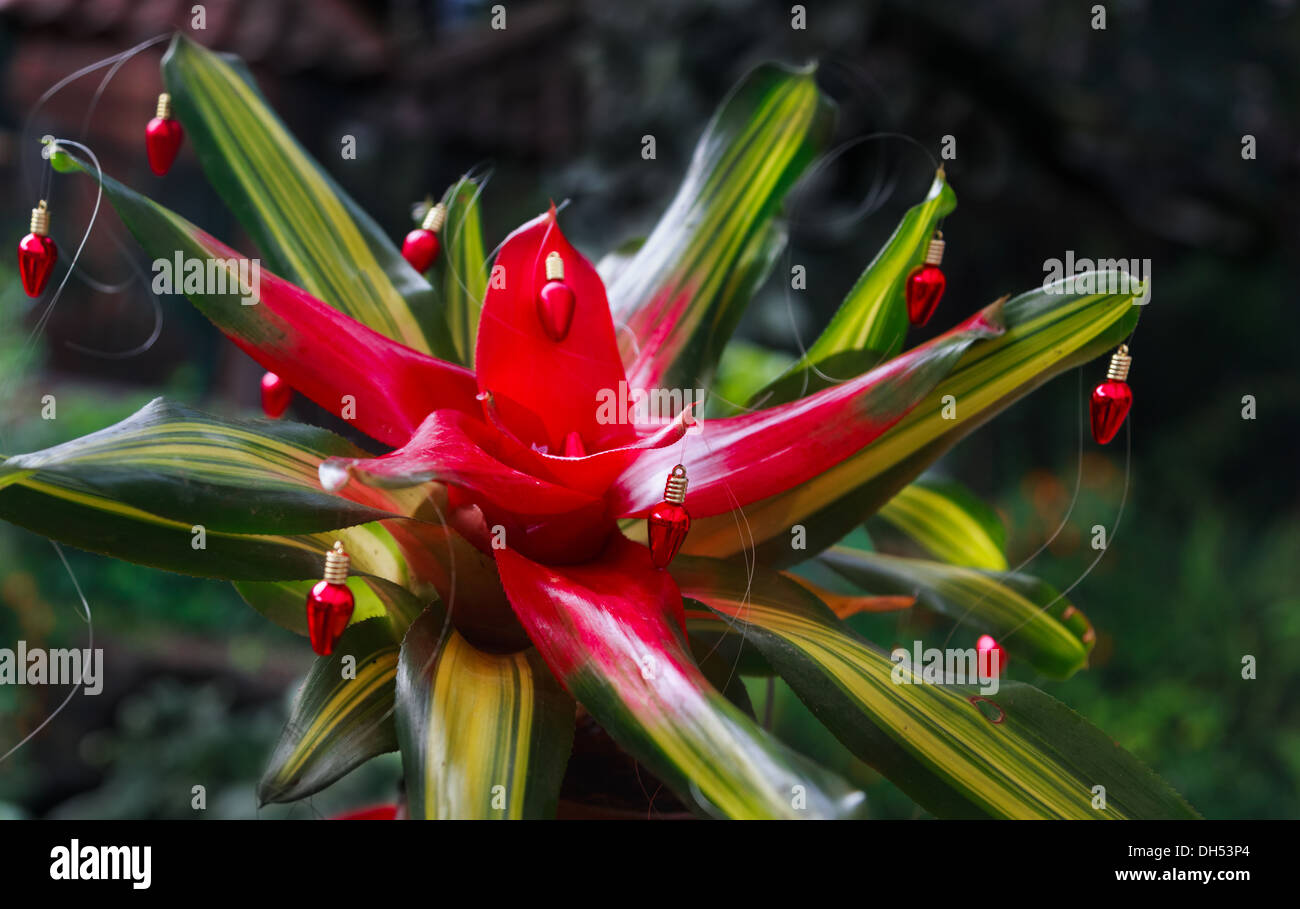 Unconventional tropical Christmas tree. Horizontal blooming red ...