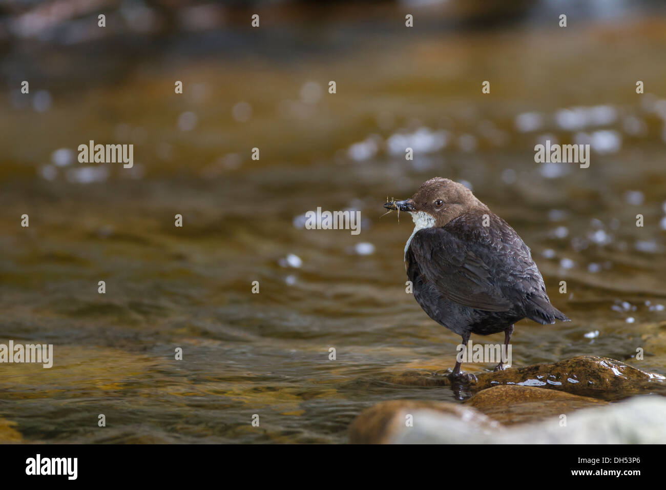 Juvenile dipper feeding hi-res stock photography and images - Alamy
