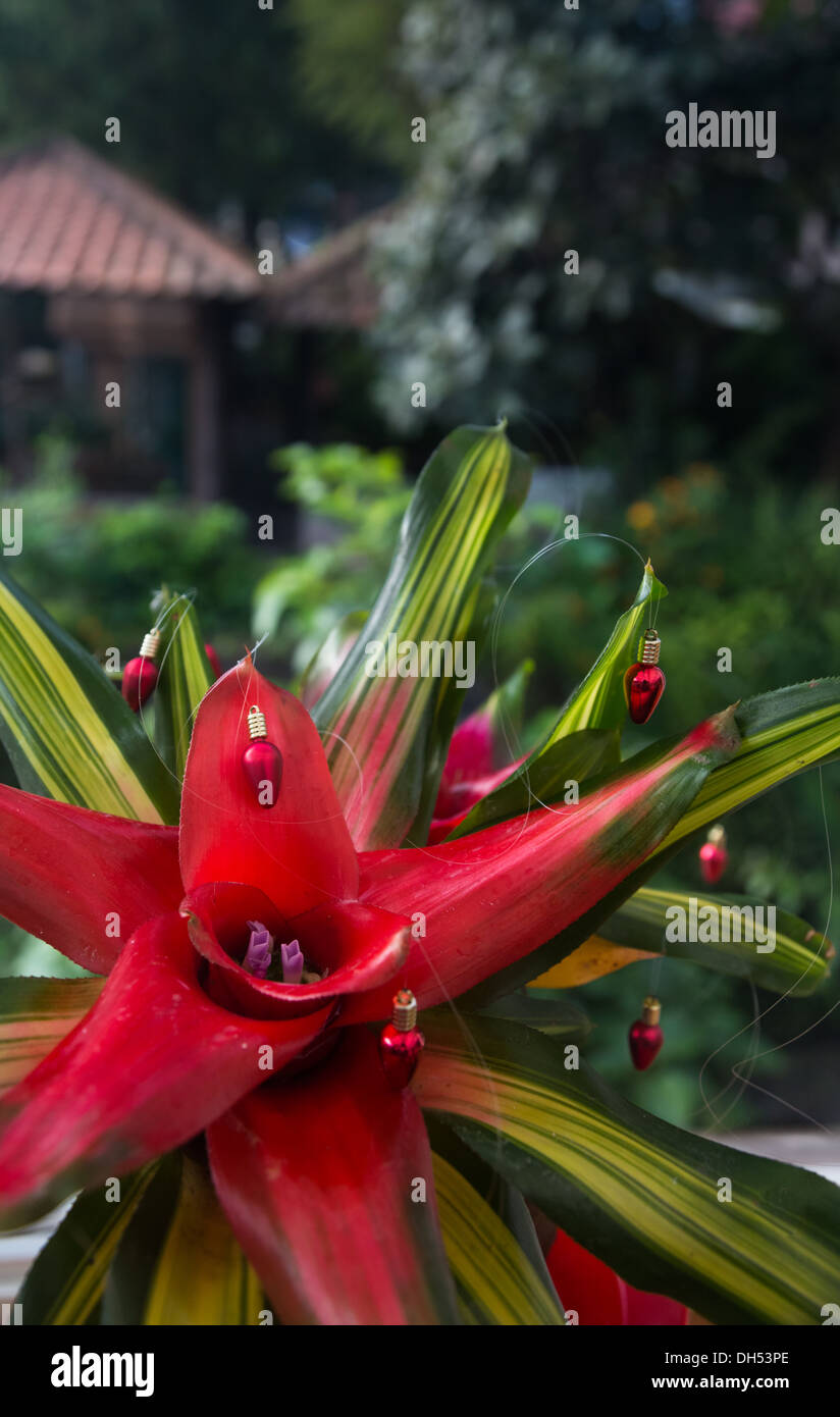 Unconventional tropical Christmas tree. Vertical blooming red Bromeliad ...