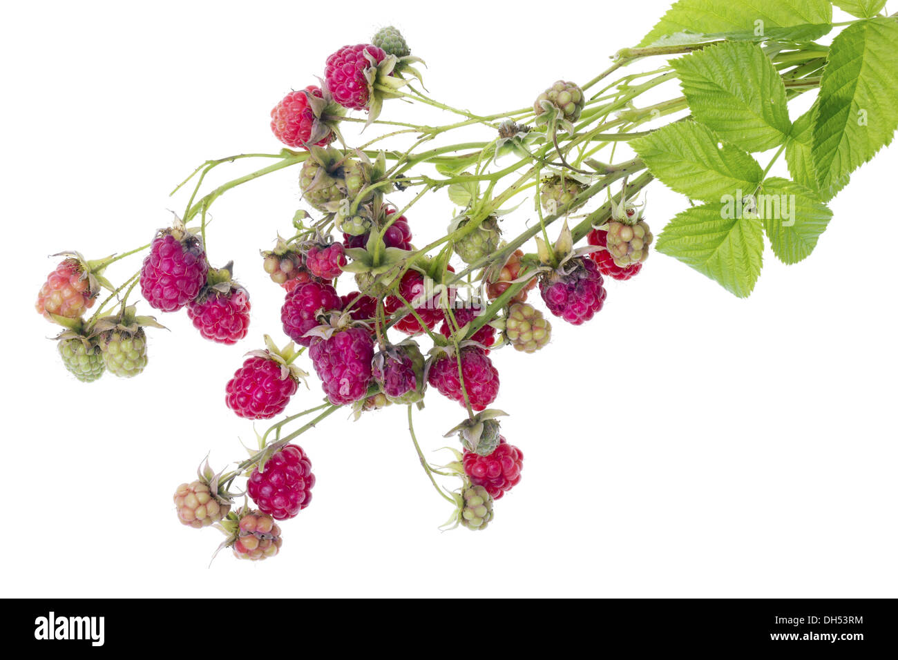 Raspberry forest hi-res stock photography and images - Alamy