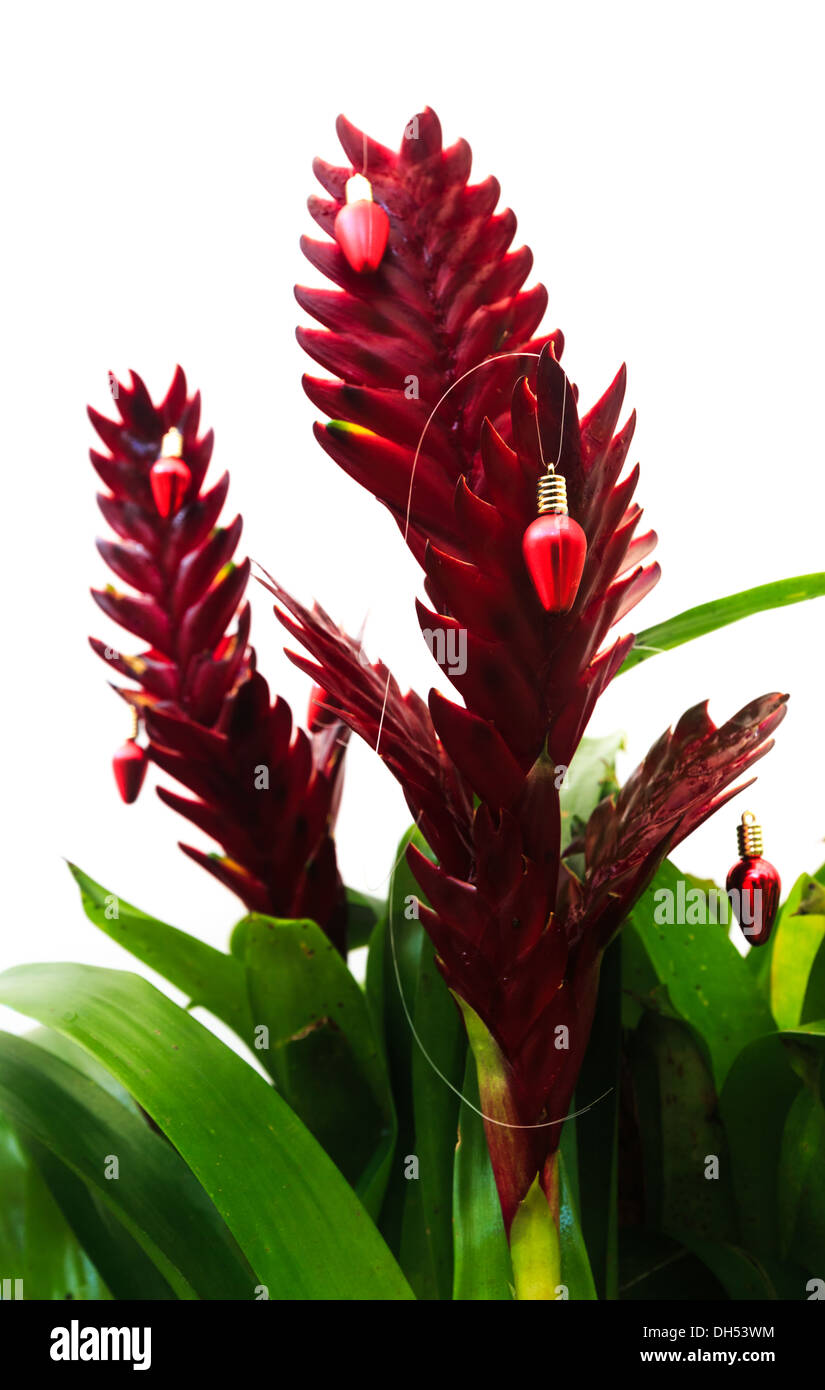 Tropical Christmas tree. Vertical blooming red Bromeliad with red ...