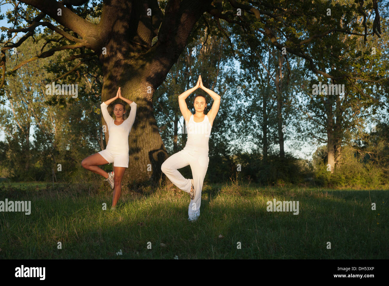 Positions under trees hi-res stock photography and images - Alamy