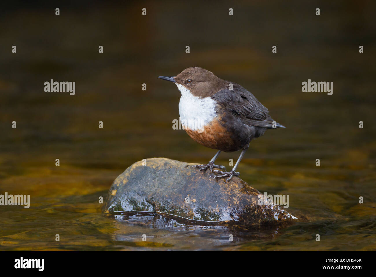 European, white throated, Dipper (cinclus cinclus) sat on rock in river ...