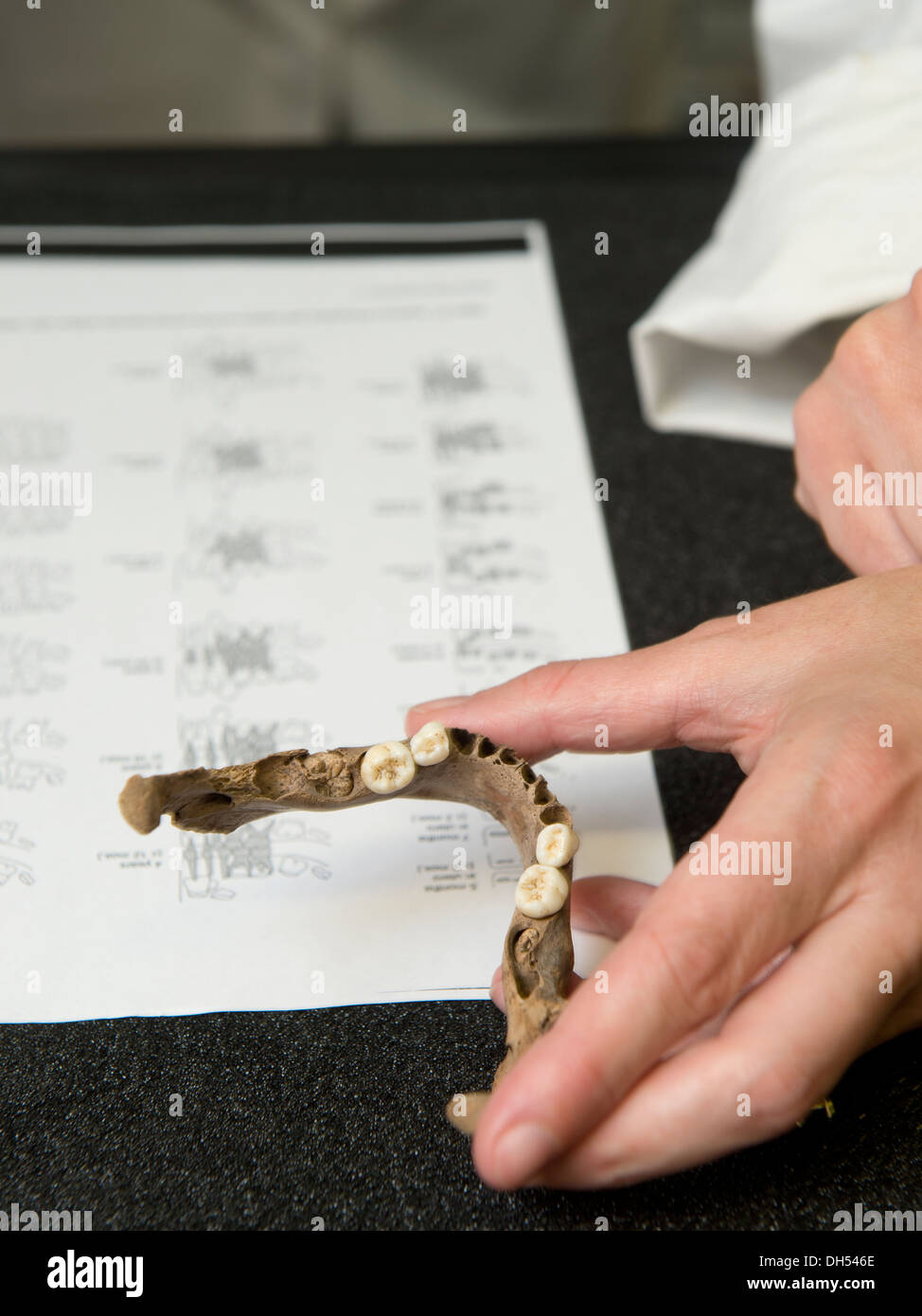 Forensic anthropology hi-res stock photography and images - Alamy