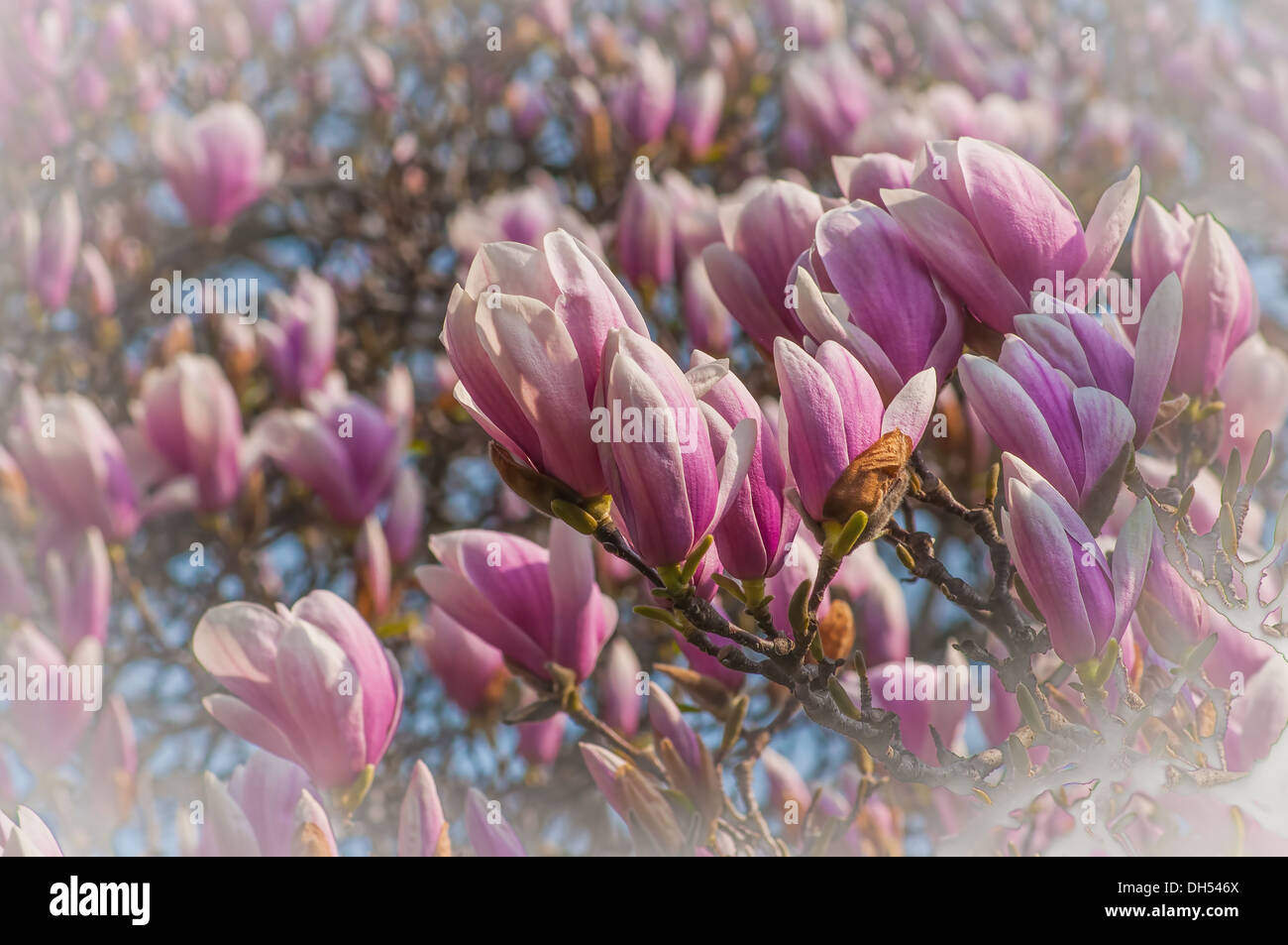 Magnolia tree blossoms in springtime garden Stock Photo - Alamy