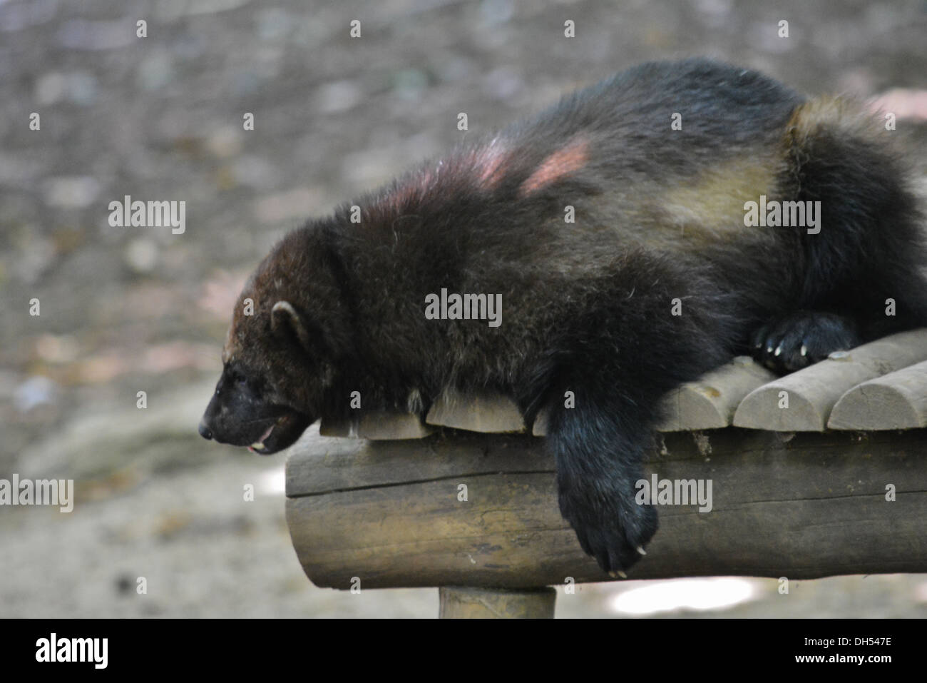 Wolverine glutton carcajou gulo gulo hi-res stock photography and ...