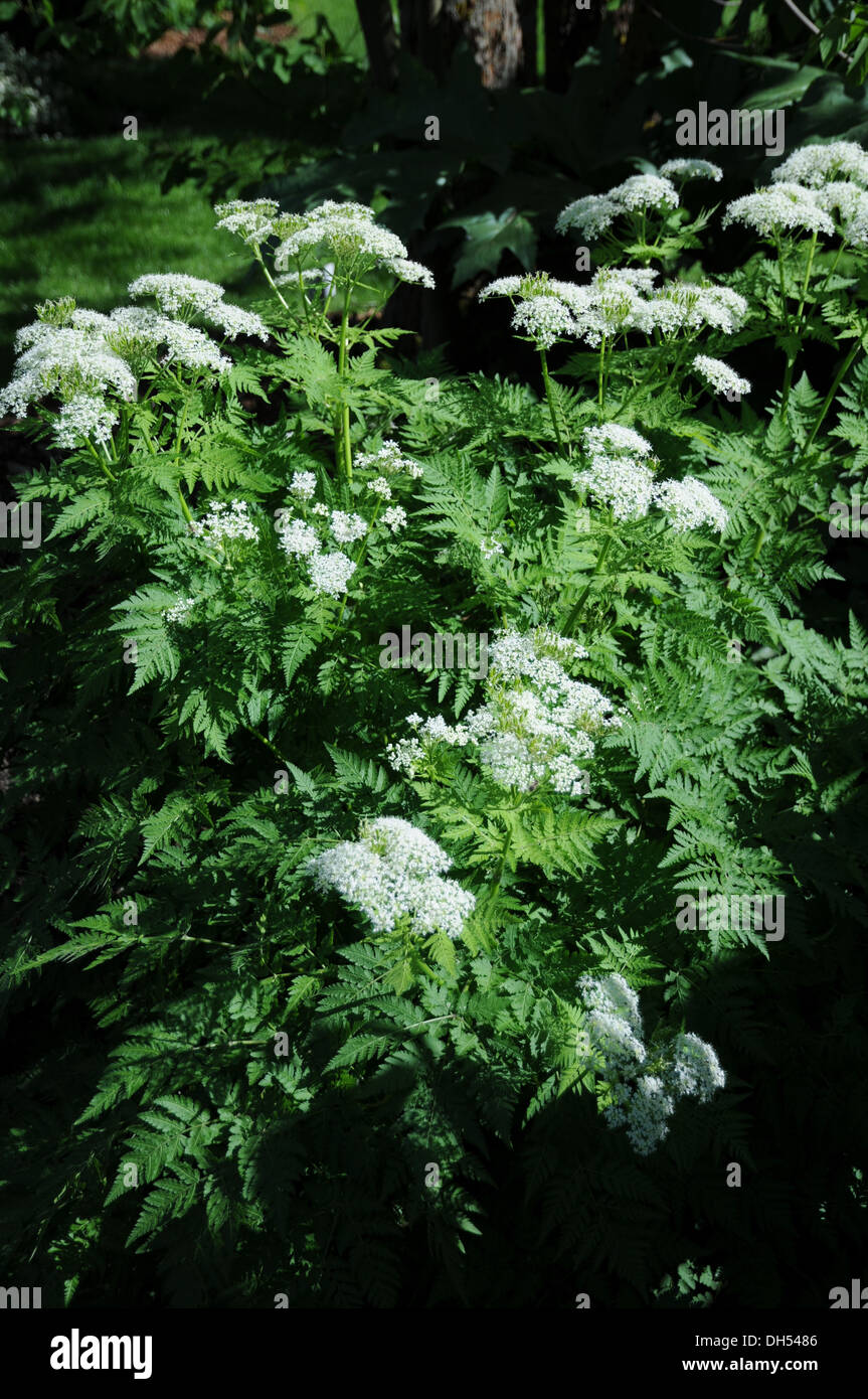 Myrhis hi-res stock photography and images - Alamy