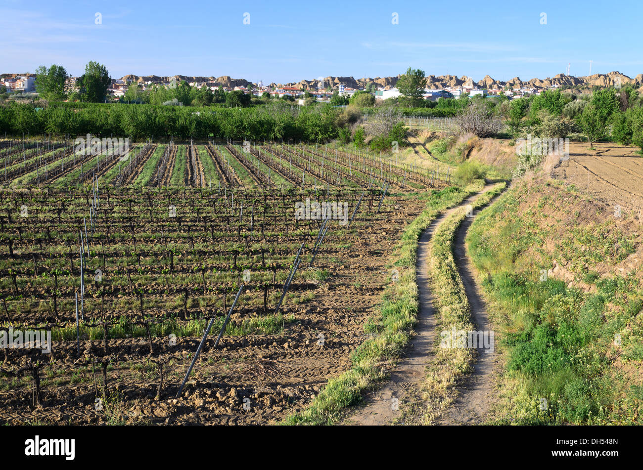 Spanish vineyards hi-res stock photography and images - Alamy