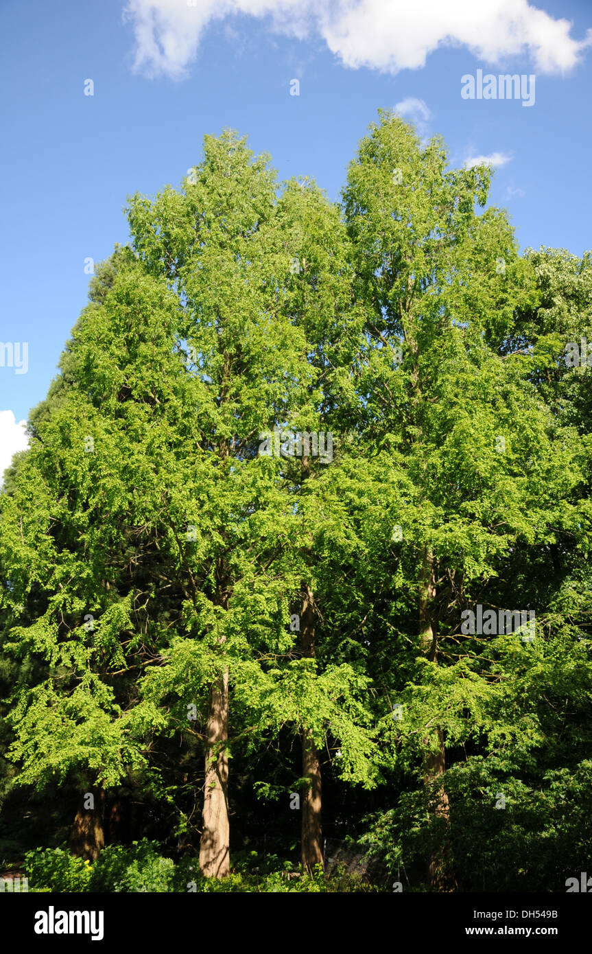 Dwan High Resolution Stock Photography and Images - Alamy