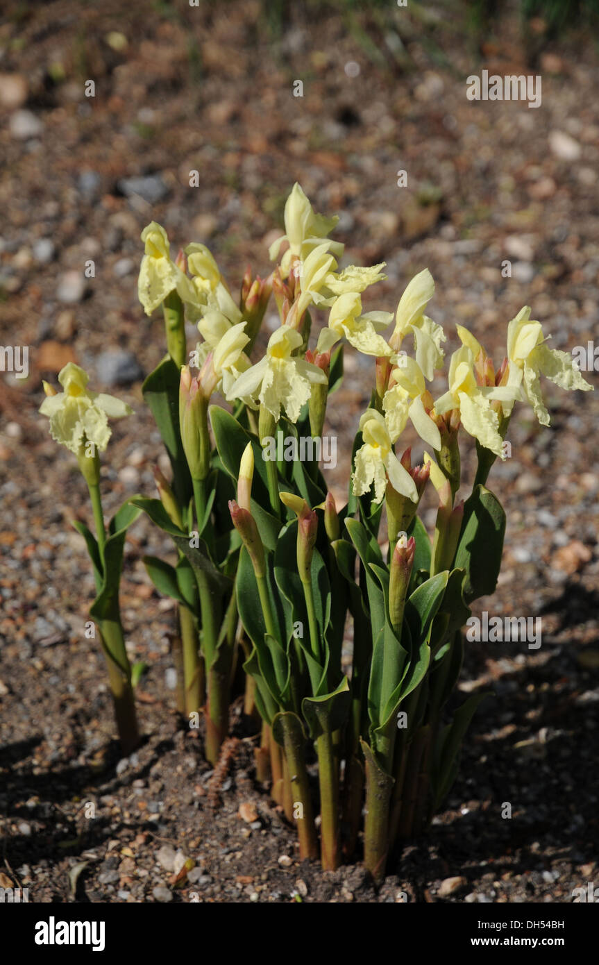 Roscoea hi-res stock photography and images - Alamy