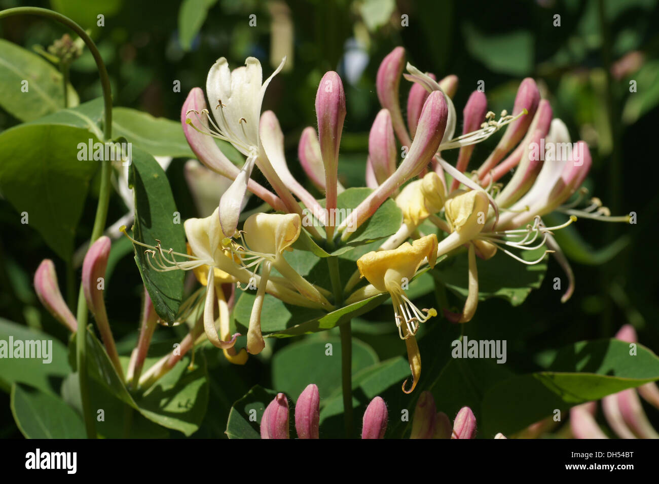 Pergola honeysuckle hi-res stock photography and images - Alamy