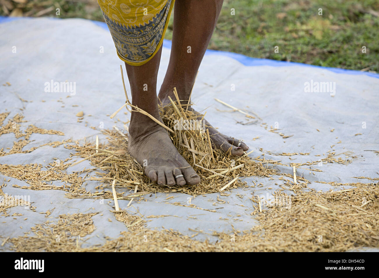 A tribal woman husking grains, Bhil Tribe, Madhya Pradesh, India Stock ...