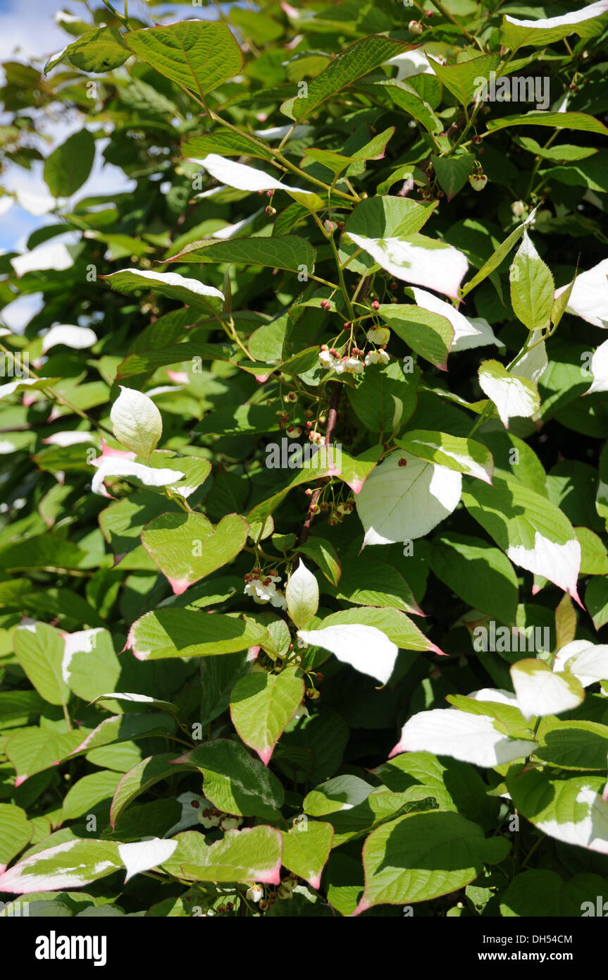 Kiwiplant Stock Photos & Kiwiplant Stock Images - Alamy