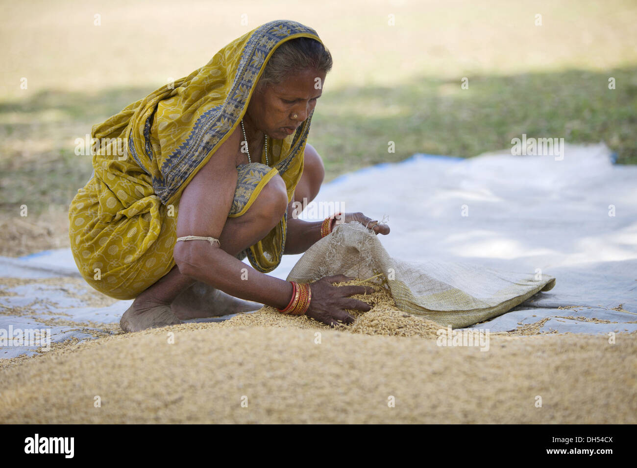 Tribal woman storing grains, Bhil Tribe, Madhya Pradesh, India Stock ...