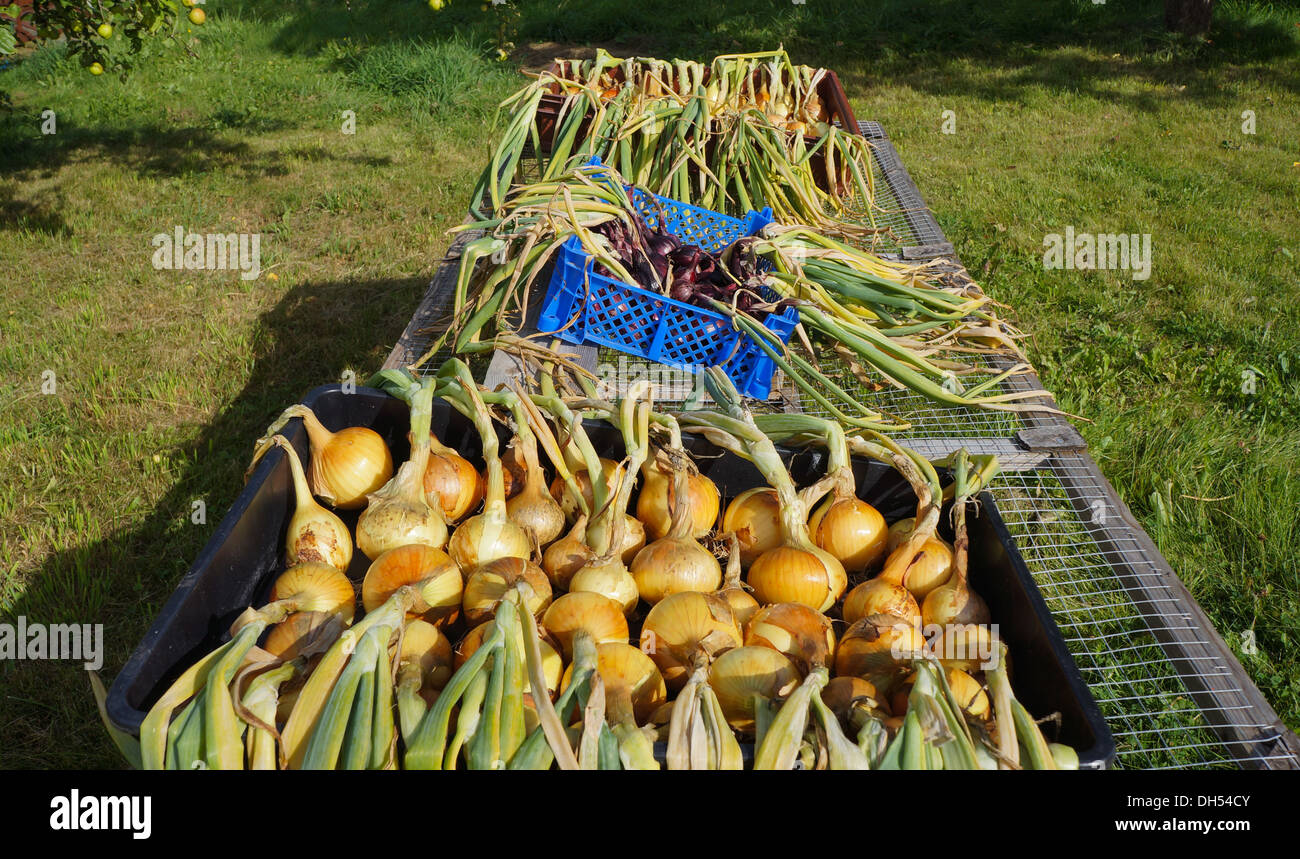 Dry onions in the sun after harvest, småland,sweden Stock Photo - Alamy