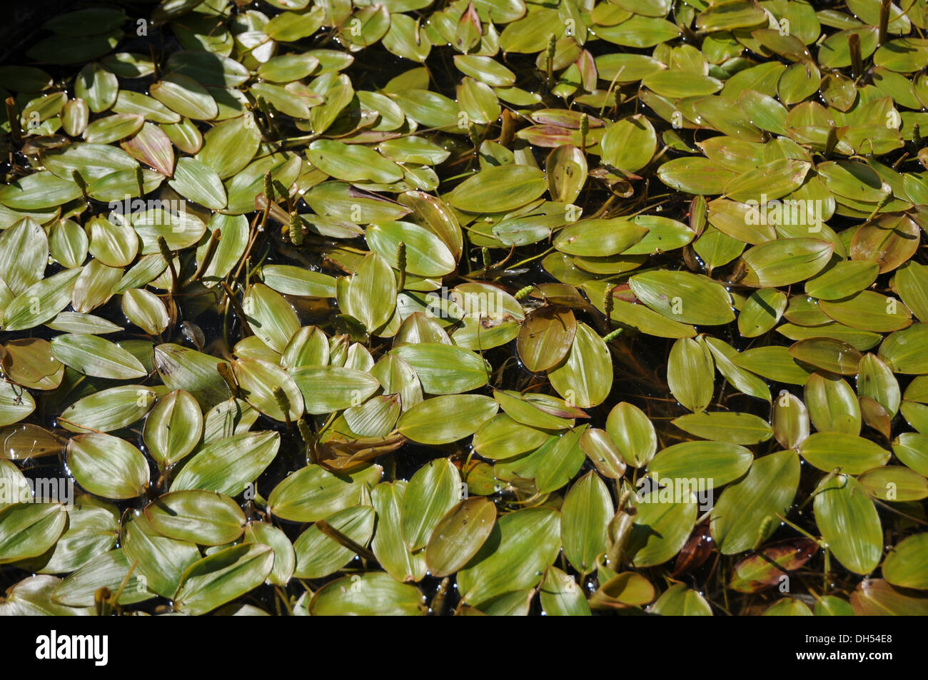 Pondweed hi-res stock photography and images - Alamy